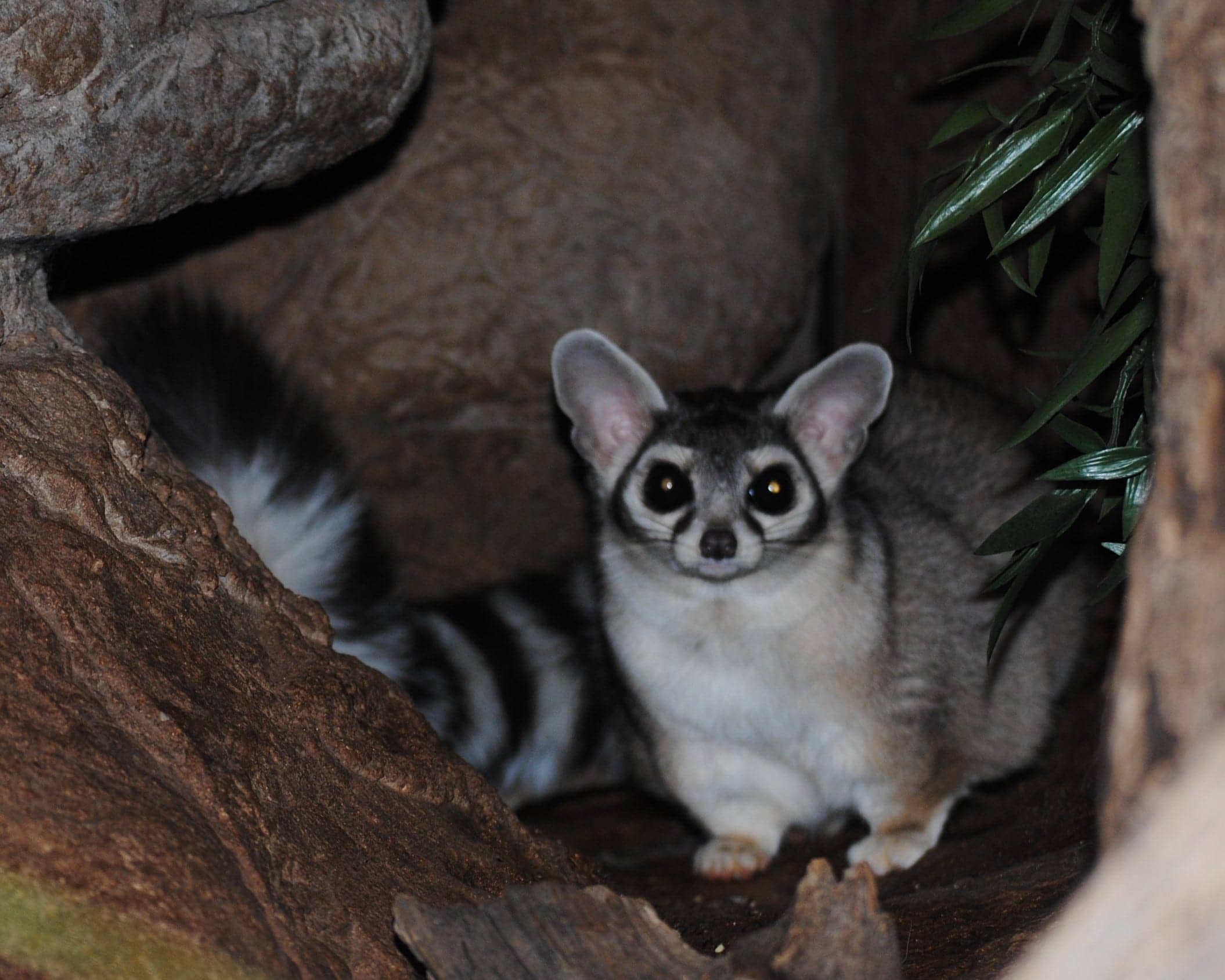 Field Notes From Zennest: Ring-Tailed Cats - Zen Nest